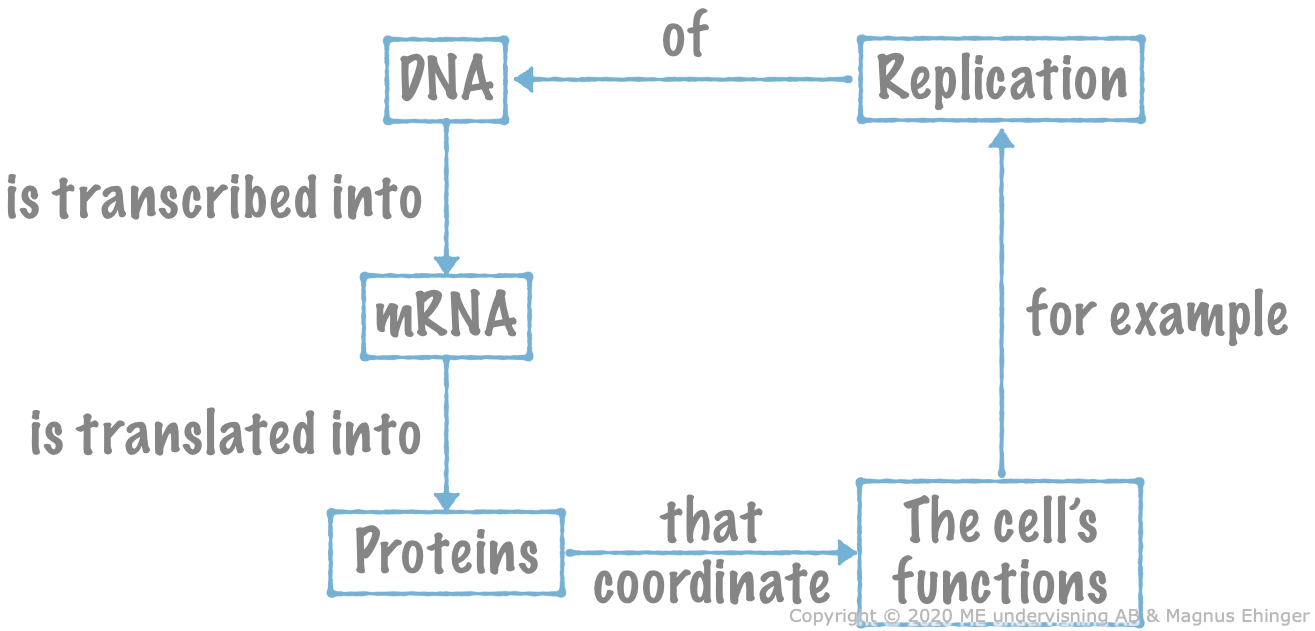 3.2. Transcription - Mr. Ehinger's Biology