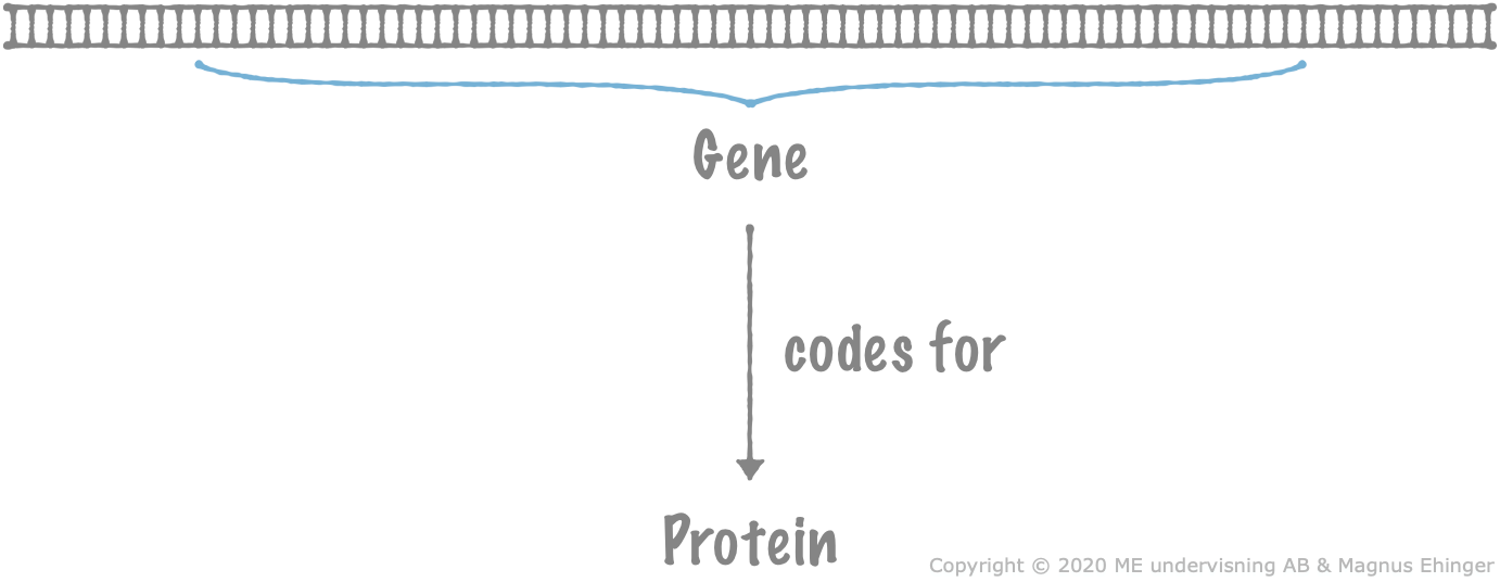 3.2. Transcription - Mr. Ehinger's Biology