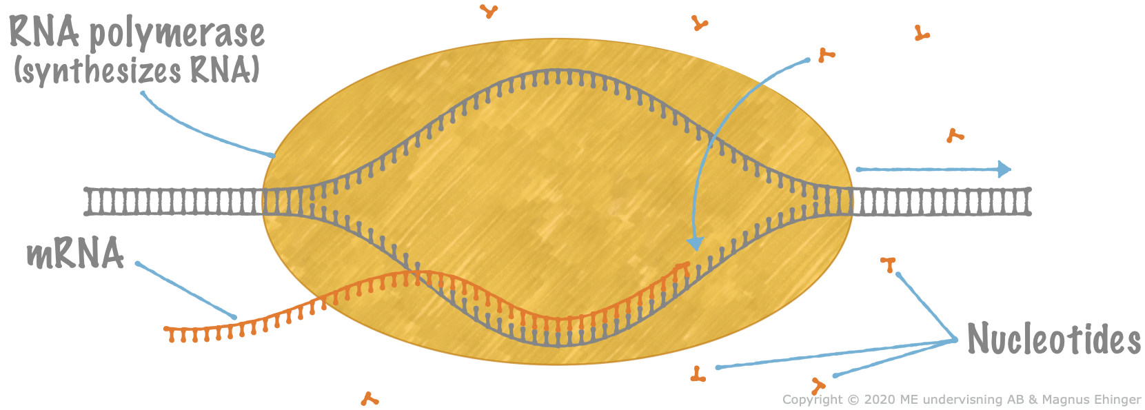 Transcription Bubble